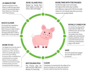 Swimming Pigs Nassau, Bahamas - Sandy Toes Bahamas