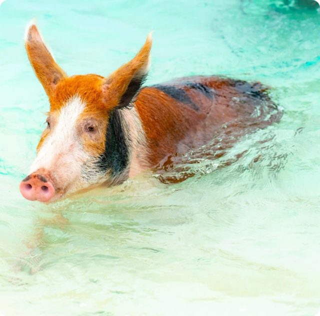 Swimming Pigs - Sandy Toes Bahamas